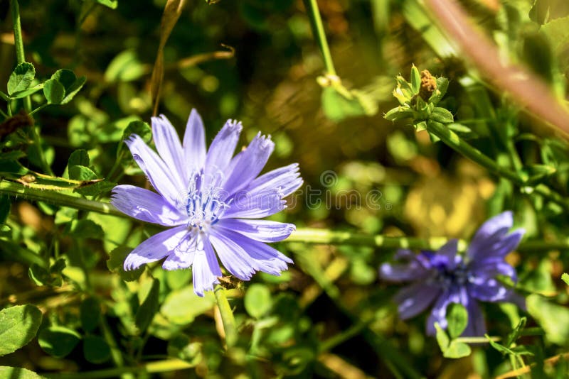 Beautiful Chicory Flower, Botanical Stock Photo - Image of second ...