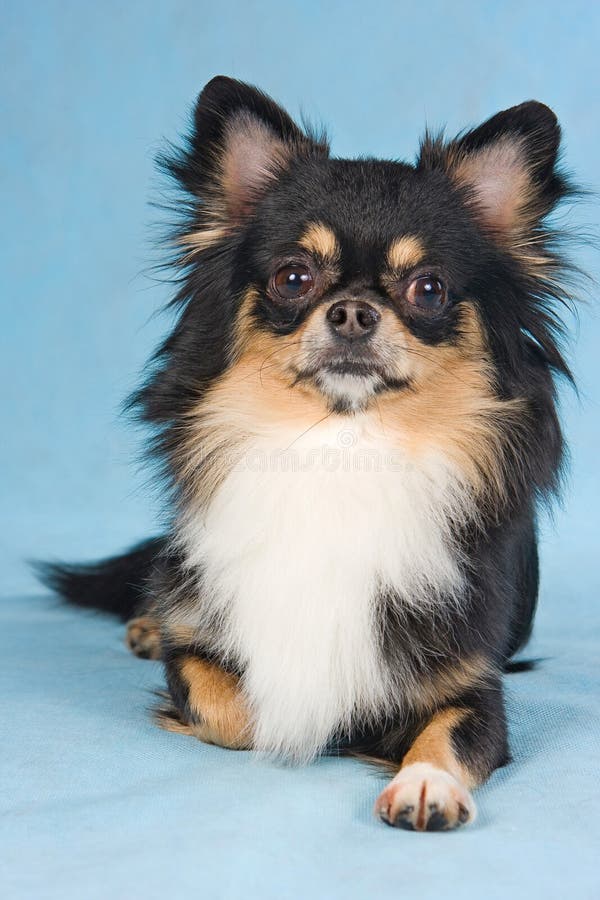 Beautiful chihuahua dog stock photo. Image of head, protection - 77314242