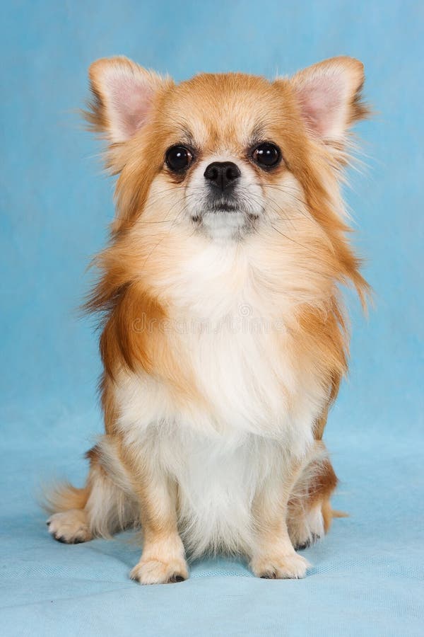 Beautiful chihuahua dog stock photo. Image of head, protection - 77314242