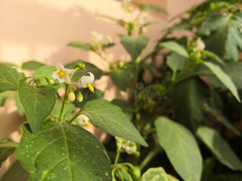 Beautiful Chilly Flower stock image. Image of garden - 136978243