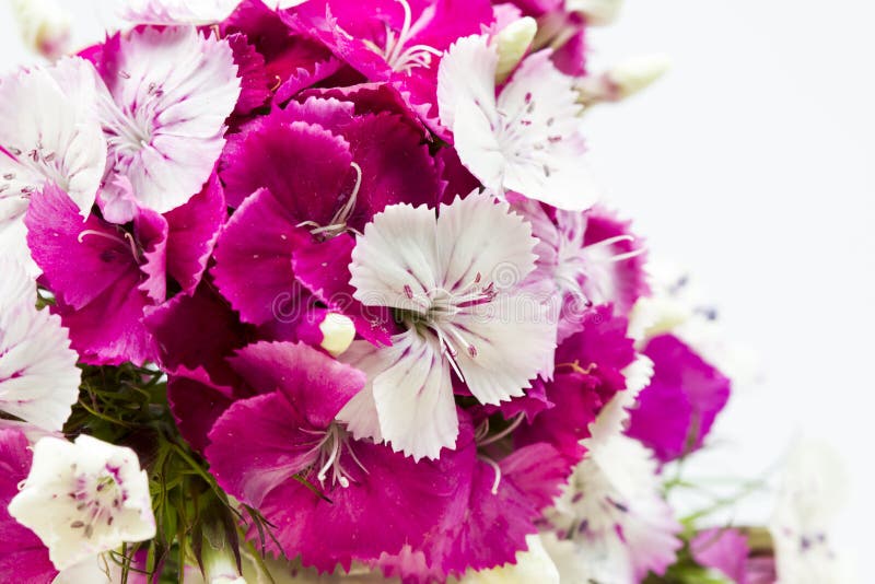 Beautiful Chinese Carnations (Dianthus Chinensis) Stock Image - Image ...