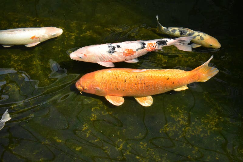 Beautiful Carp stock photo. Image of oriental, fish, recreation - 6834300