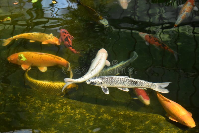 Beautiful Carp stock photo. Image of oriental, fish, recreation - 6834300