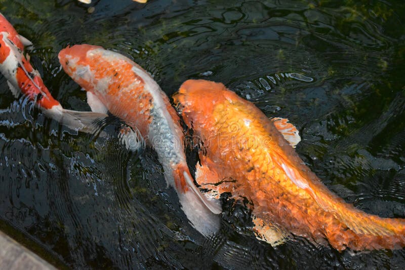Beautiful carp fish stock photo. Image of organism, water - 106506532