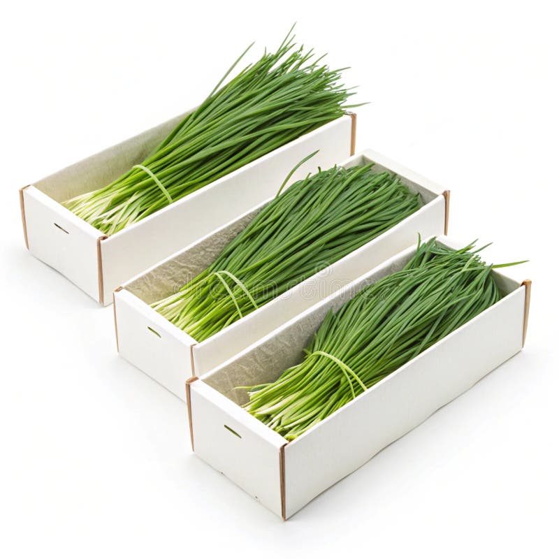 Chinese Chive Boxes Stock Illustrations – 1 Chinese Chive Boxes Stock ...