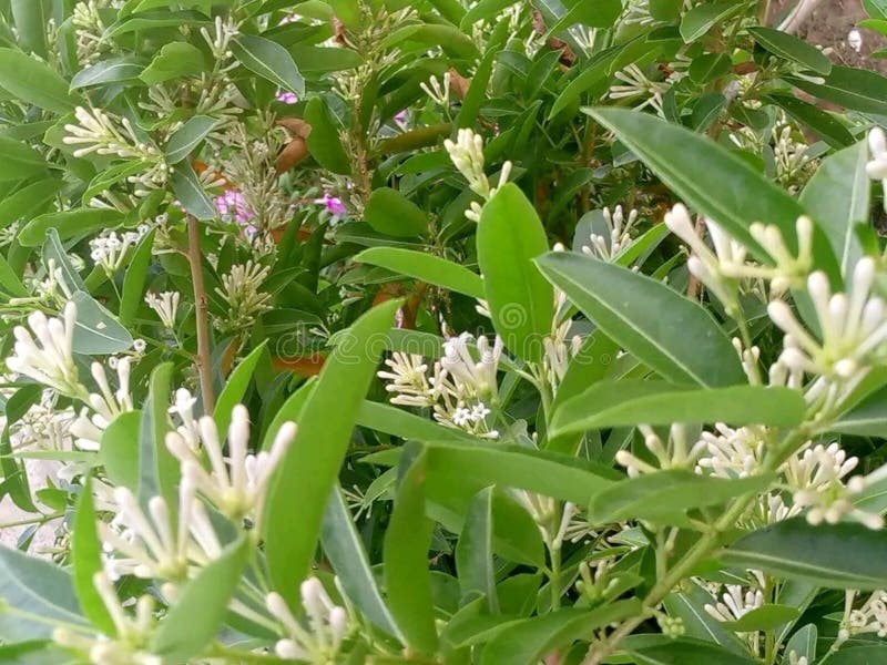 Beautiful Chinese Finger Tree is Blooming in Wild Nature. Stock Photo ...