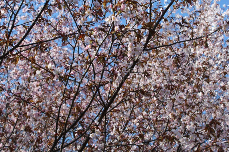 Beautiful Chinese Plum Flower in Garden Stock Photo - Image of botany ...
