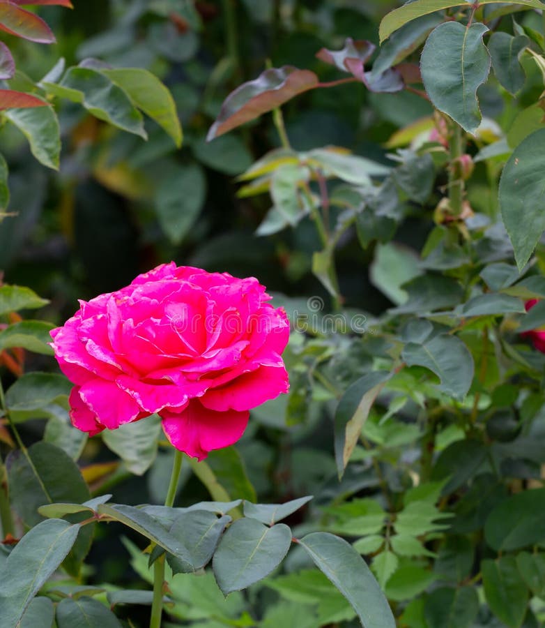 Beautiful Chinese Rose in the Old Park in Summer Stock Photo - Image of ...