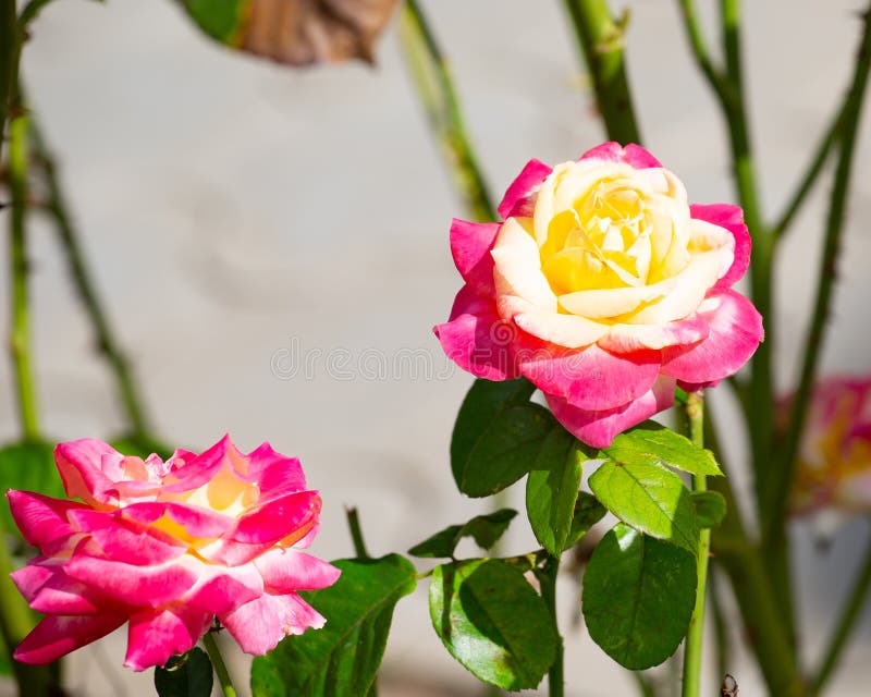 Beautiful Chinese Rose in the Old Park in Summer Stock Photo - Image of ...