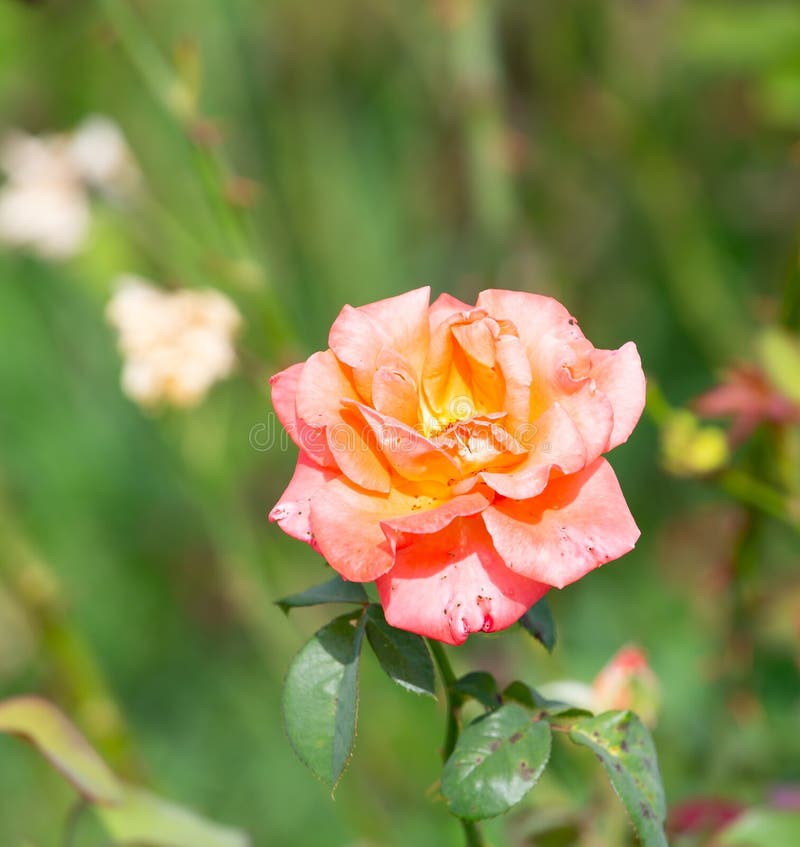 Beautiful Chinese Rose in the Old Park in Summer Stock Photo - Image of ...