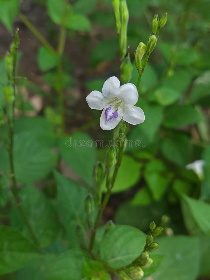 The Beautiful Chinese Violet Flower Stock Image - Image of ...