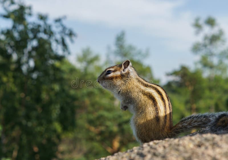 Beautiful Chipmunk Living in the Forest Stock Photo - Image of gesture ...