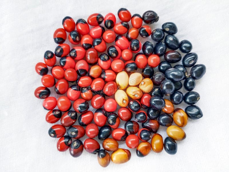 Beautiful chirmi beads stock photo. Image of closeup - 193188660