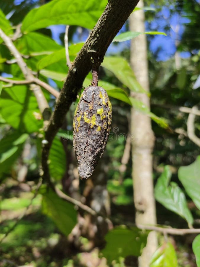 Beautiful chocolate fruit stock photo. Image of wildflower - 291426392