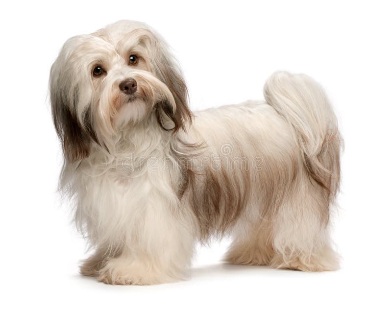 Cute Long Hair Cream Havanese Dog Stock Photo - Image of attractive ...