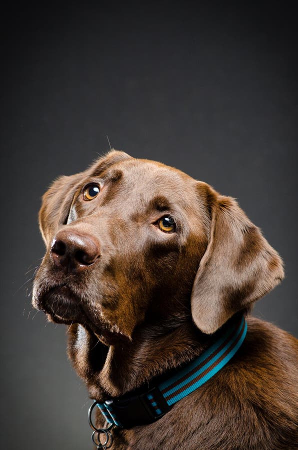Beautiful chocolate lab stock image. Image of clean, brushed - 44132343