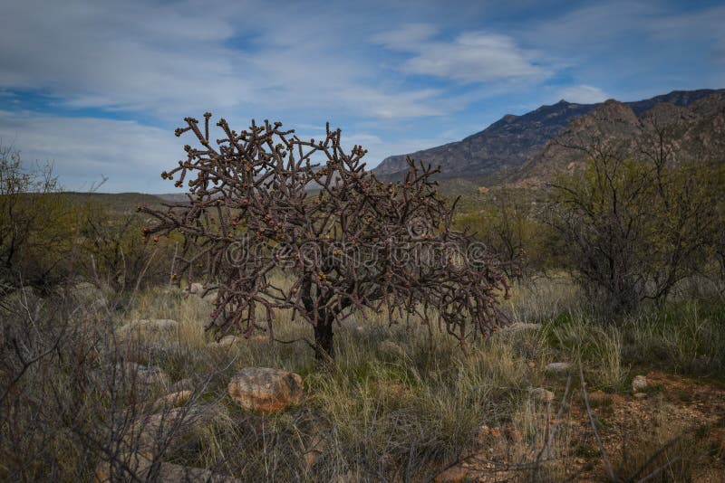 Beautiful Cholla Tree in a Desert Landscape Stock Image - Image of blue ...