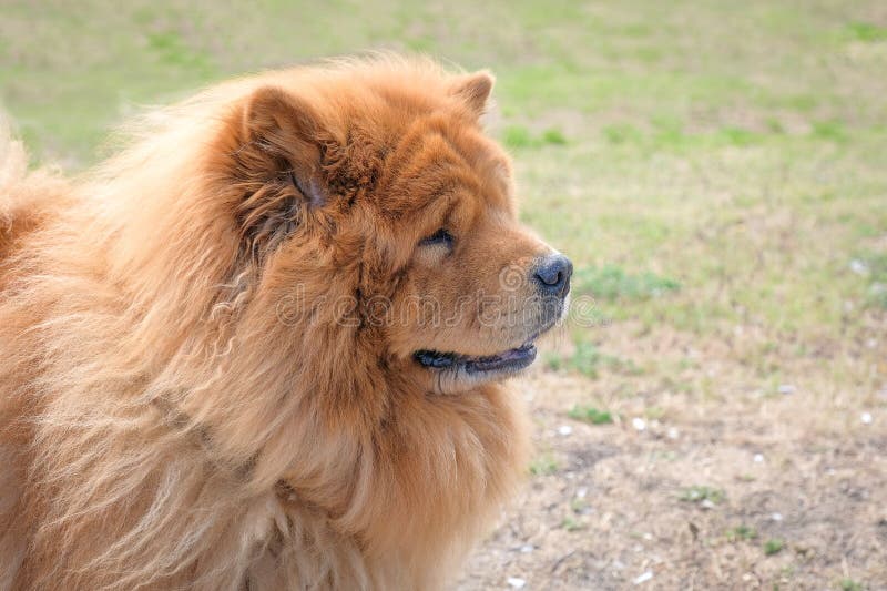 Are Chow Chow Okay To Take To Dog Parks