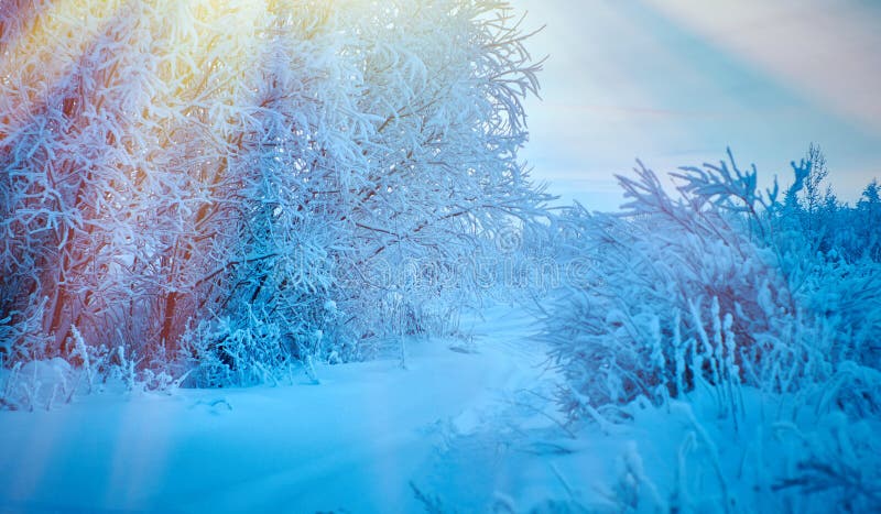 Beautiful Christmas Landscape Stock Image - Image of forest, sunset ...