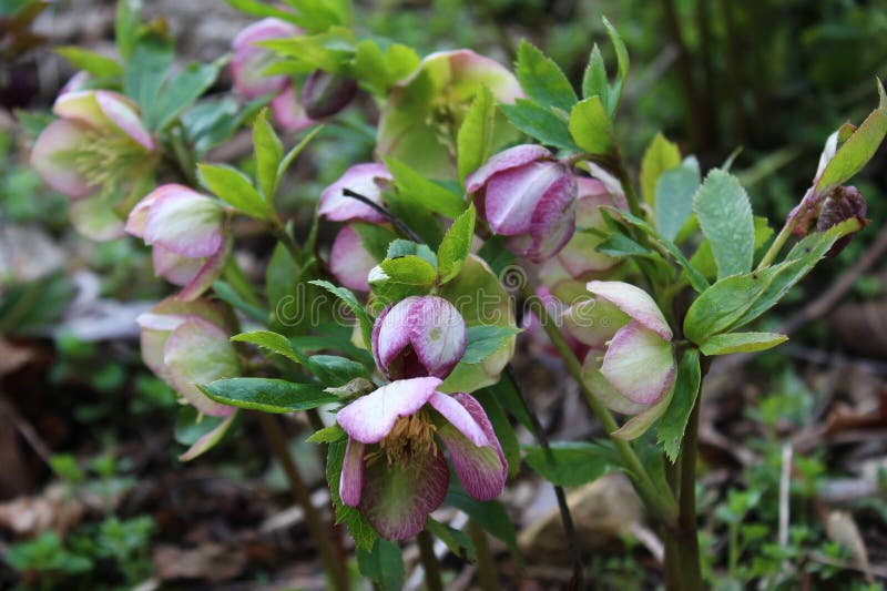 Beautiful christmas roses stock image. Image of january - 141685751