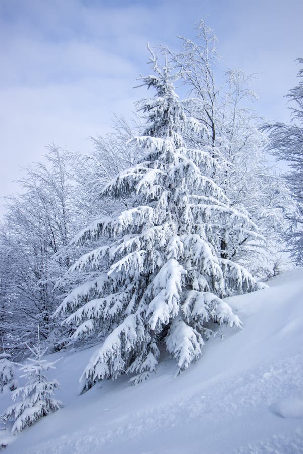Beautiful Christmas Tree Covered with a Thick Layer of Snow. Christmas ...