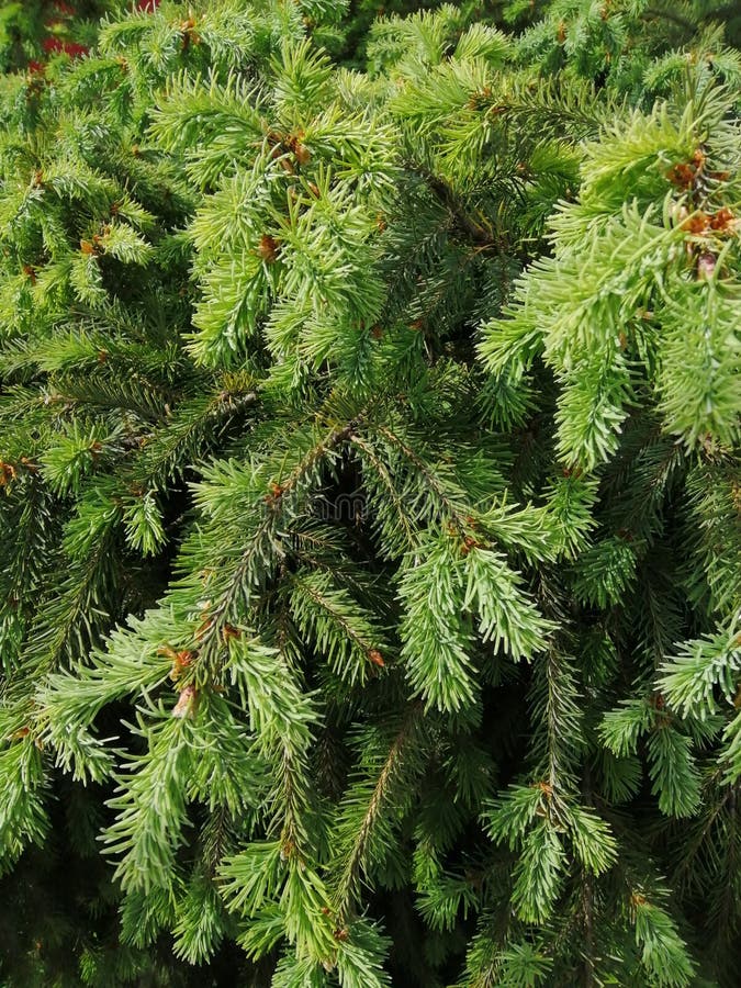 Beautiful of Christmas Tree Leaves for Different Design Stock Photo ...