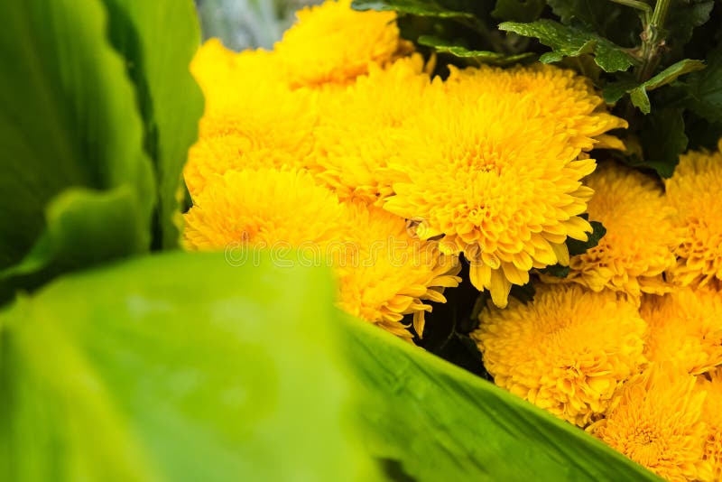 Beautiful Chrysanthemum Flower Blooming in the Garden Stock Photo ...