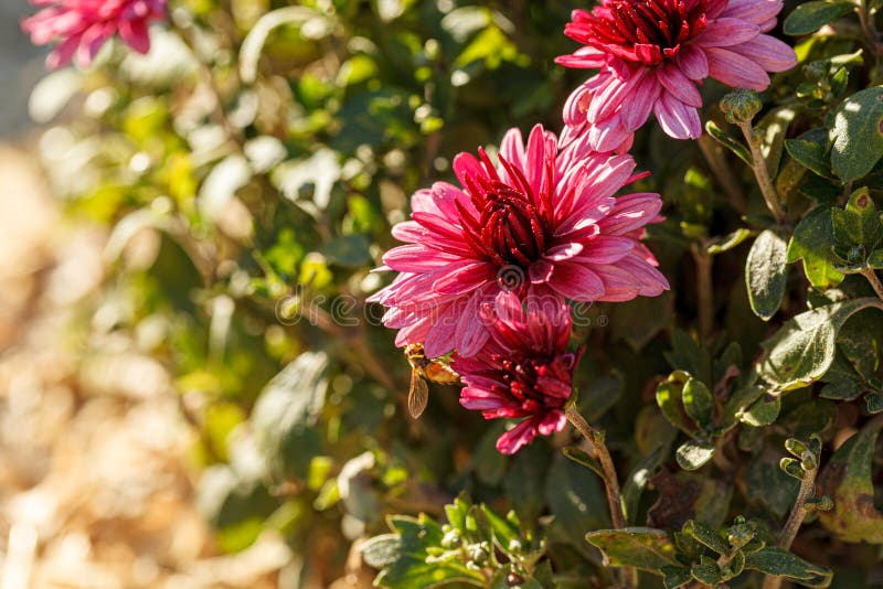 Beautiful Chrysanthemum Flower Bushes Pink Colors Stock Photo - Image ...