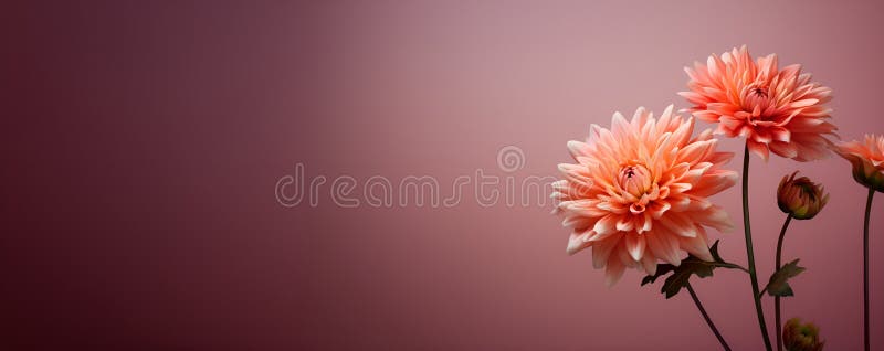 Beautiful Chrysanthemum Flower Macro Blank Space, Ai Generative Stock ...