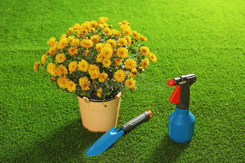 Beautiful Chrysanthemum Flowers and Gardening Tools Stock Image - Image ...