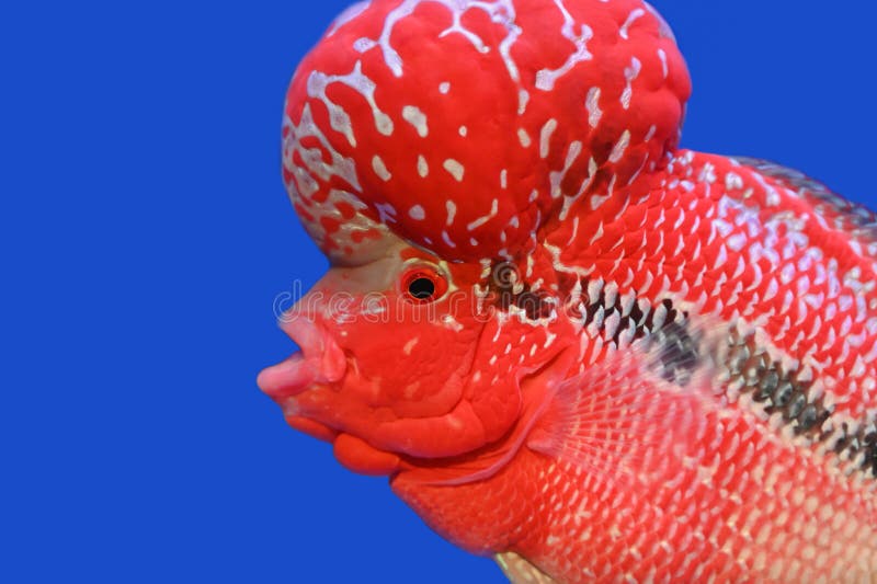 Beautiful Cichlids on a Blue Background Stock Image - Image of ...