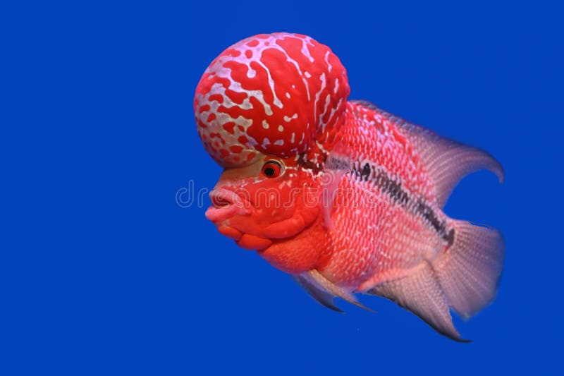 Beautiful Cichlids on a Blue Background Stock Image - Image of ...
