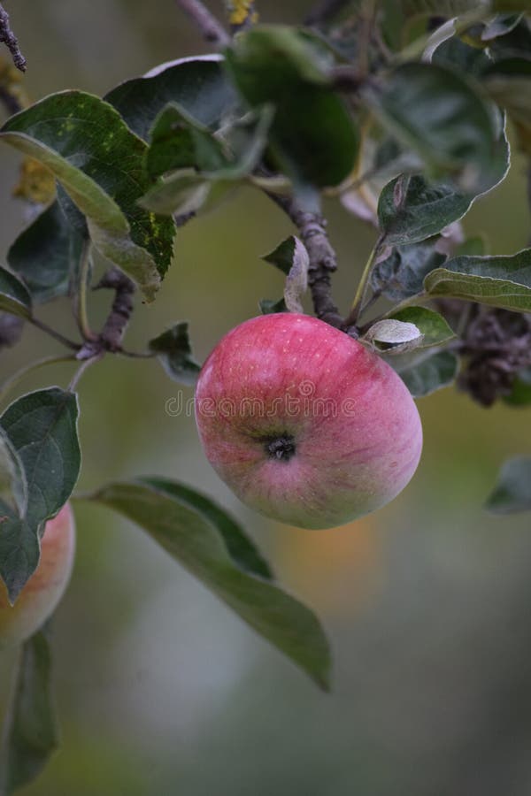 Beautiful Cider Apple on a Tree Stock Photo - Image of making ...