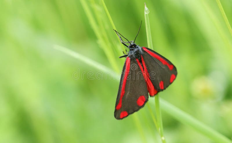 The Cinnabar Moth Caterpillar (Tyria Jacobaeae) Stock Photo - Image of ...