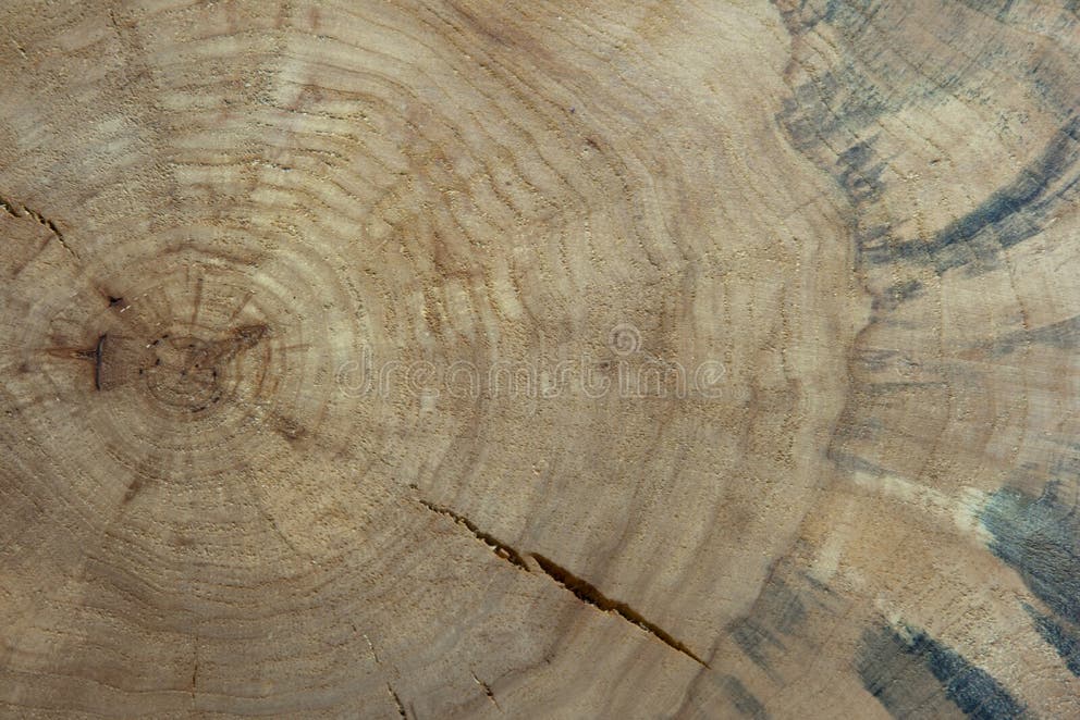 Rustic Circle Wood Structure with Visible Years and Cracks Stock Photo ...