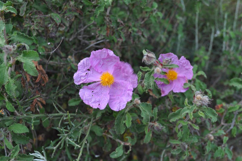 The Beautiful Cistus Flower in Garden Stock Image - Image of green ...
