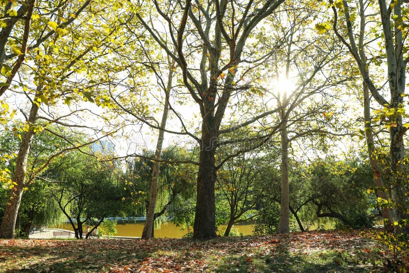Beautiful City Park in Bright Sunny Morning Stock Image - Image of lawn ...