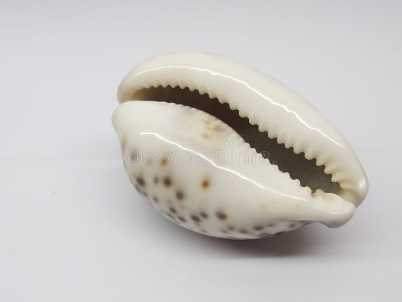 Shining shell stock image. Image of nutrition, shells - 110978393