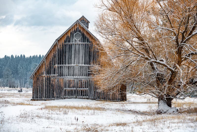 Beautiful Classic Farm Barn in Winter with a Large Willow Tree Stock ...