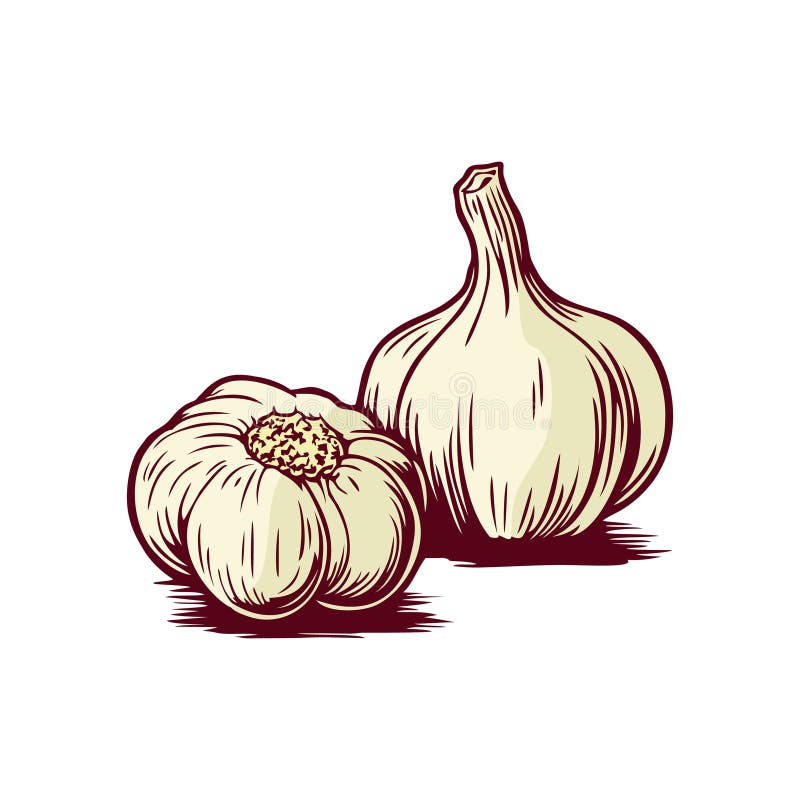 Classic Hand Drawing Garlic Illustration Stock Vector - Illustration of ...