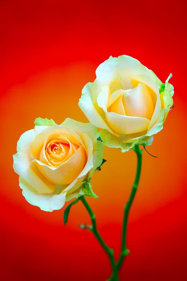 Creamy Pair of Peach Roses on Red Gradient Background Stock Photo ...