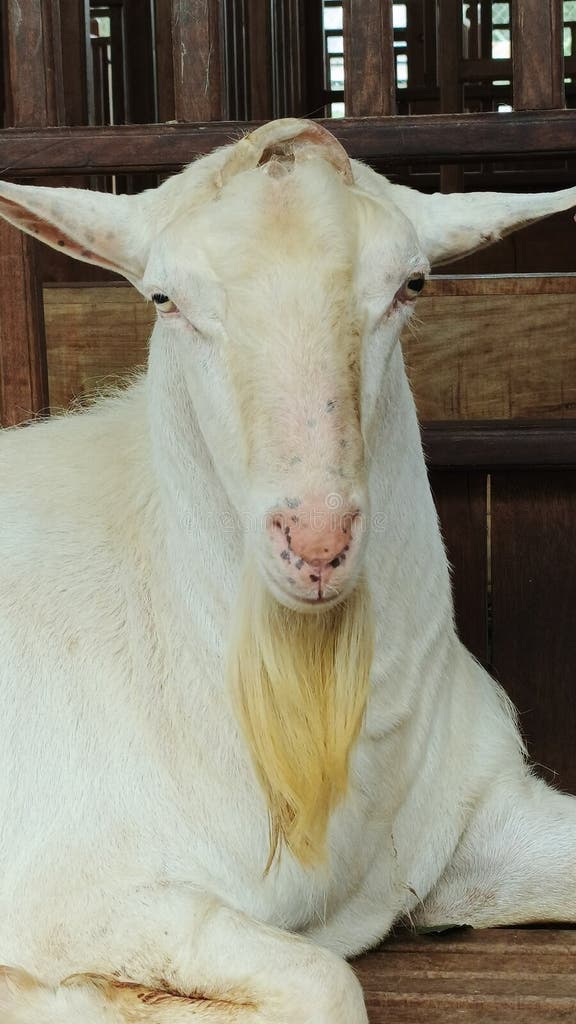Beautiful and Clean Goats in the Zoo Stock Photo - Image of clean ...