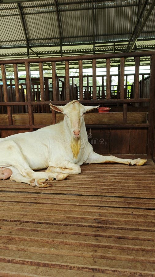 Beautiful and Clean Goats in the Zoo Stock Image - Image of goats ...