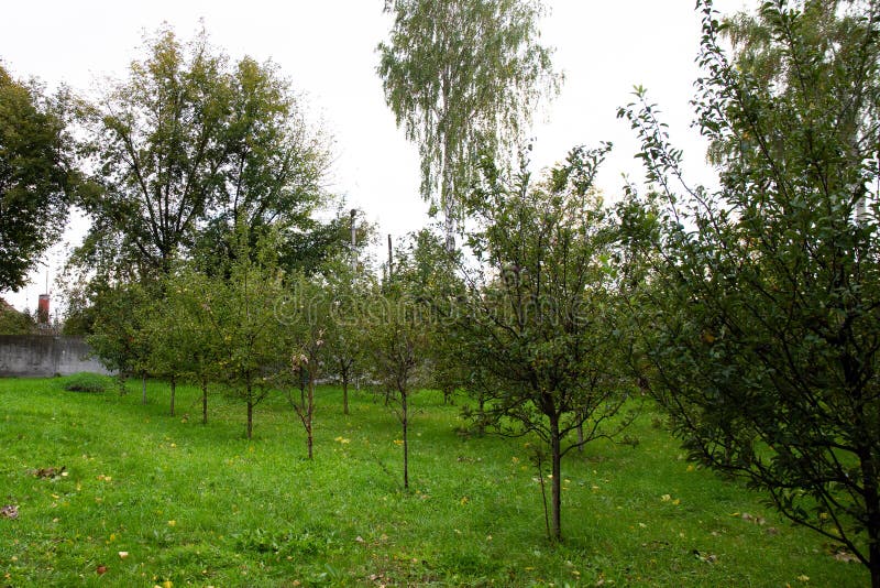 Beautiful and Clean Green Apple Trees are Planted in the Garden Stock ...