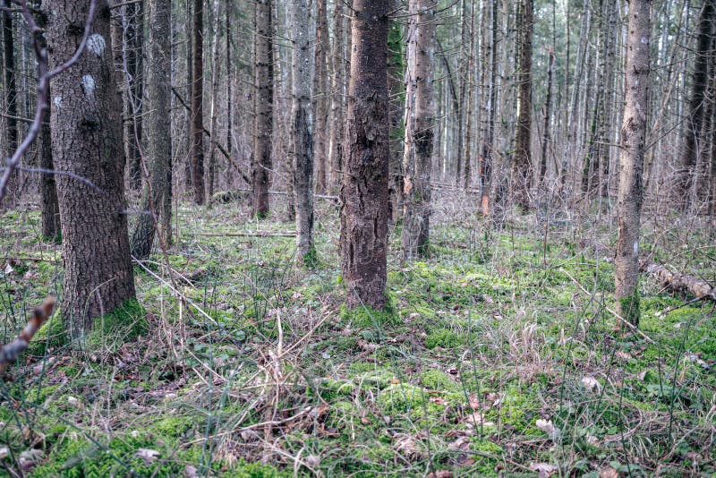 Beautiful Clean Spruce Tree Evergreen Forest Park Stock Photo - Image ...