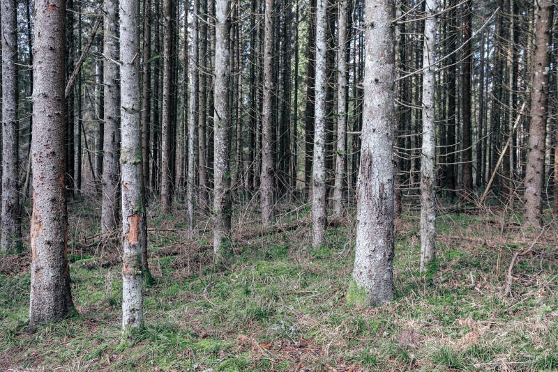 Beautiful Clean Spruce Tree Evergreen Forest Park Stock Photo - Image ...