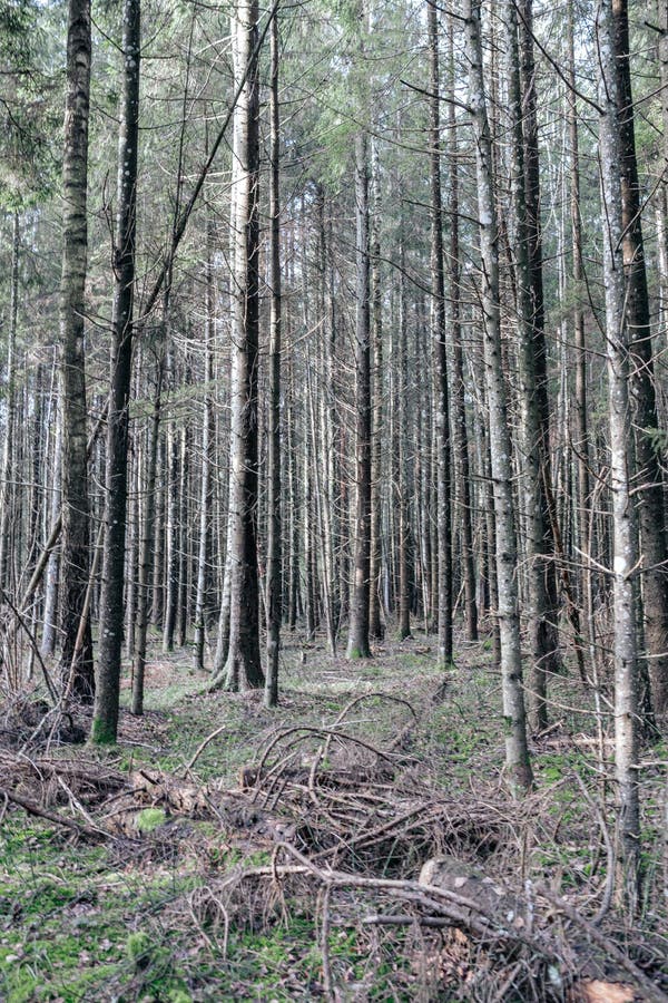 Beautiful Clean Spruce Tree Evergreen Forest Park Stock Photo - Image ...