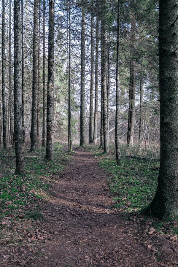 Beautiful Clean Spruce Tree Evergreen Forest Park Stock Photo - Image ...