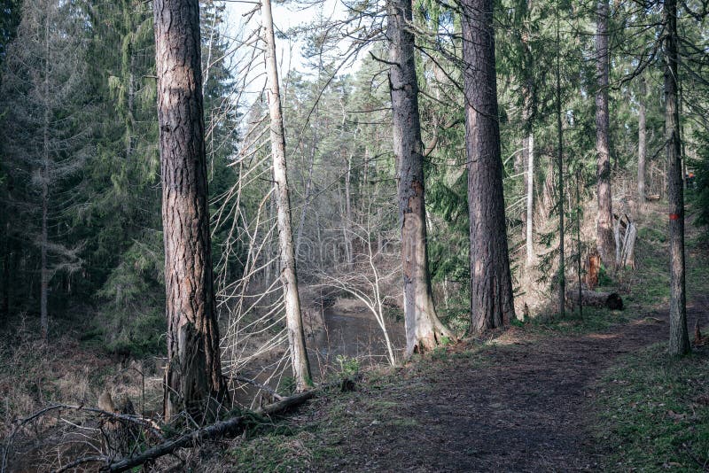 Beautiful Clean Spruce Tree Evergreen Forest Park Stock Image - Image ...