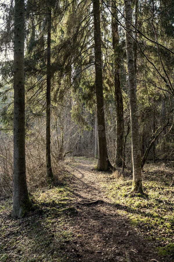 Beautiful Clean Spruce Tree Evergreen Forest Park Stock Photo - Image ...